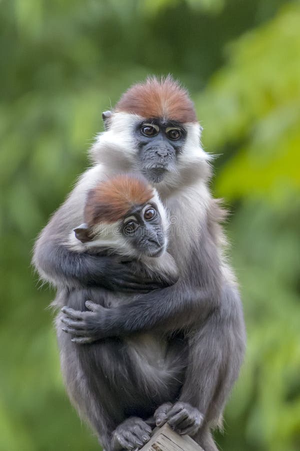 Collared Mangabey Cercocebus Torquatus Stock Photo - Image of animals ...