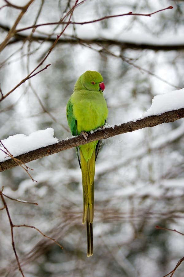 Collared parakeet stock image. Image of parakeet, psittacula - 29158467