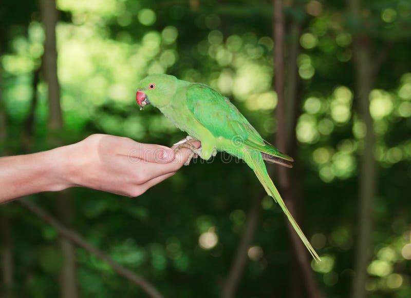 Collared Parakeet Put on a Hand Stock Image - Image of biodiversity ...
