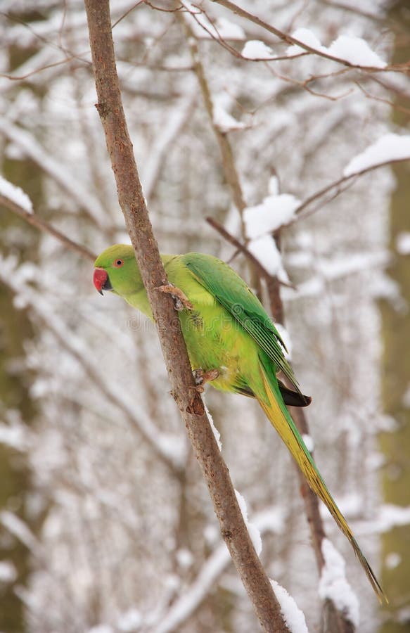 Collared Parakeet in Winter Stock Photo - Image of adaptation, curious ...