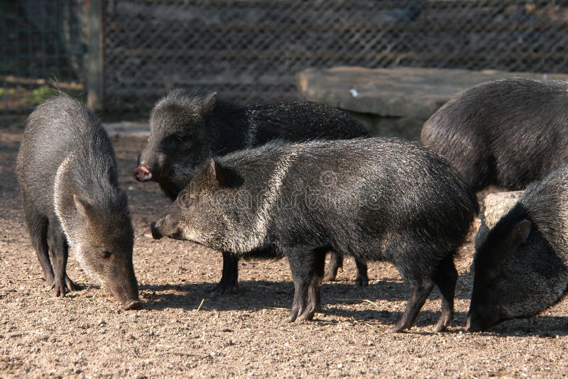 Collared peccaries stock photo. Image of family, nature - 47352396