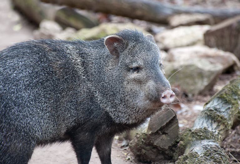 Collared Peccary stock image. Image of collar, family - 18196113