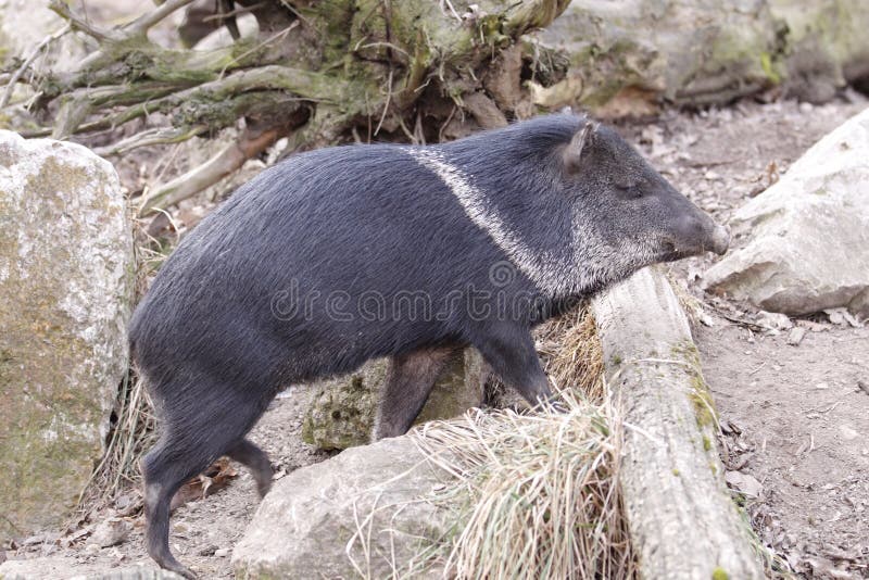 Collared peccary stock image. Image of musk, javelina - 18656019