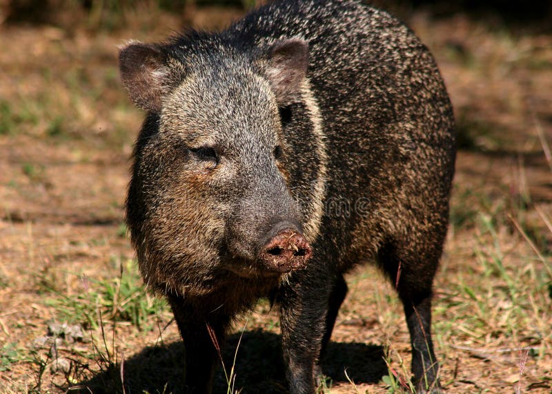Collared peccary stock image. Image of javelina, america - 2576845