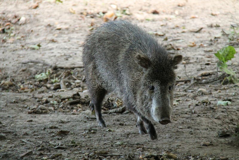 Peccary Meat Stock Photos - Free & Royalty-Free Stock Photos from ...