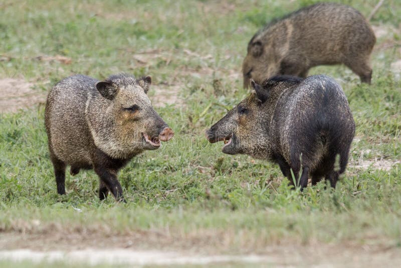 Collared Peccaries Known As Wild Pigs in Mud Stock Image - Image of ...