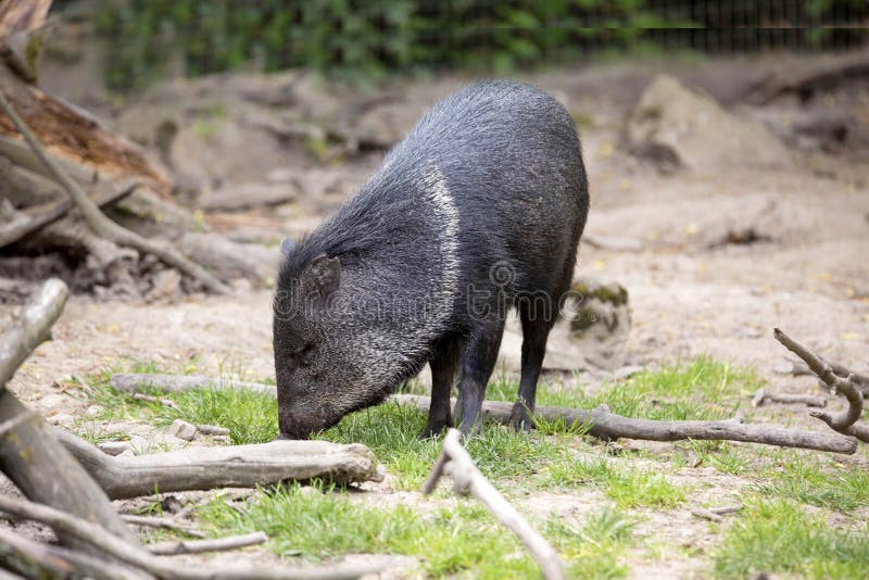 Pekari Pig Stock Photos - Free & Royalty-Free Stock Photos from Dreamstime