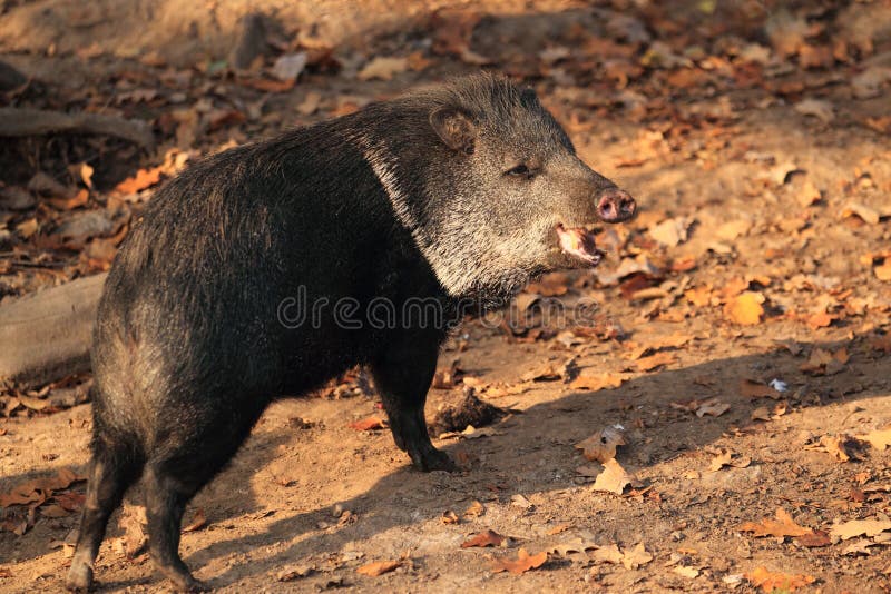 Collared pekari stock afbeelding. Image of geldboete - 22094121