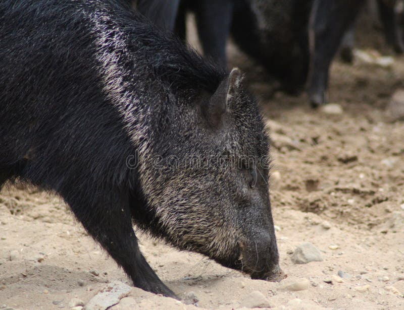 Een Dichte Omhooggaande Pekari, Ook Genoemd Javelina Stock Afbeelding ...