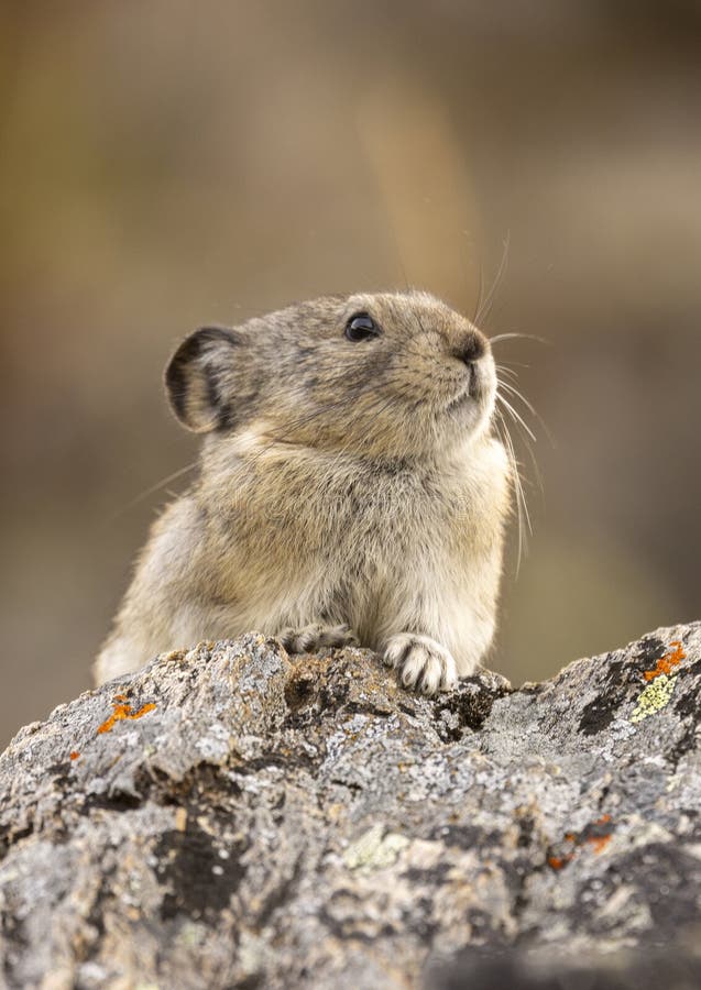 Collared Pika in Denali National Park Alaska in Fall Stock Image ...