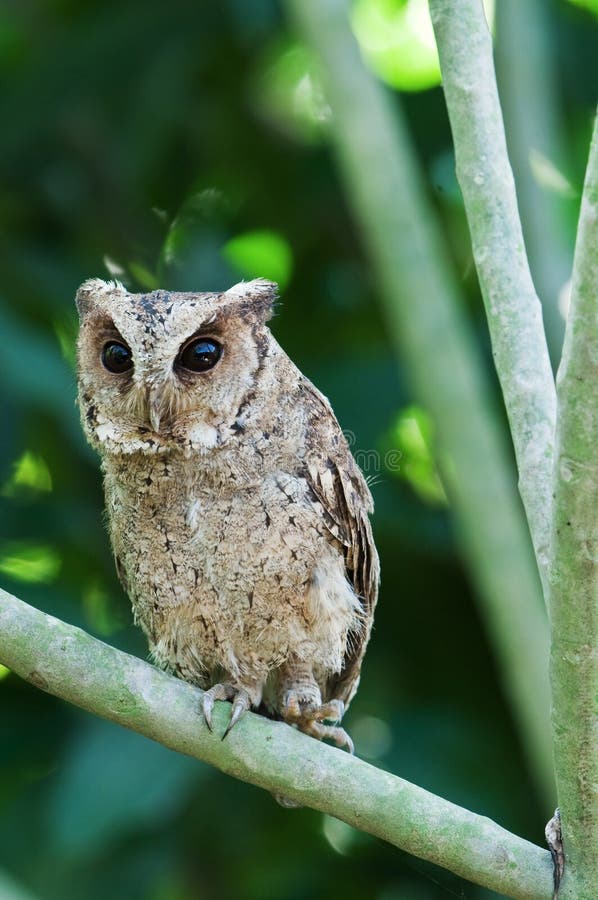 Collared Scops Owl Isolated on White Background Stock Image - Image of ...