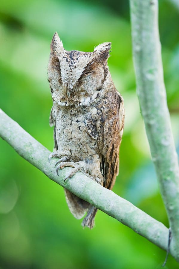 Collared Scops Owl Isolated on White Background Stock Image - Image of ...