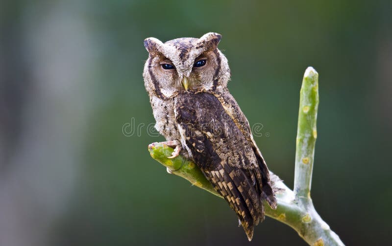 Collared Scops Owl birds stock photo. Image of comely - 38158008