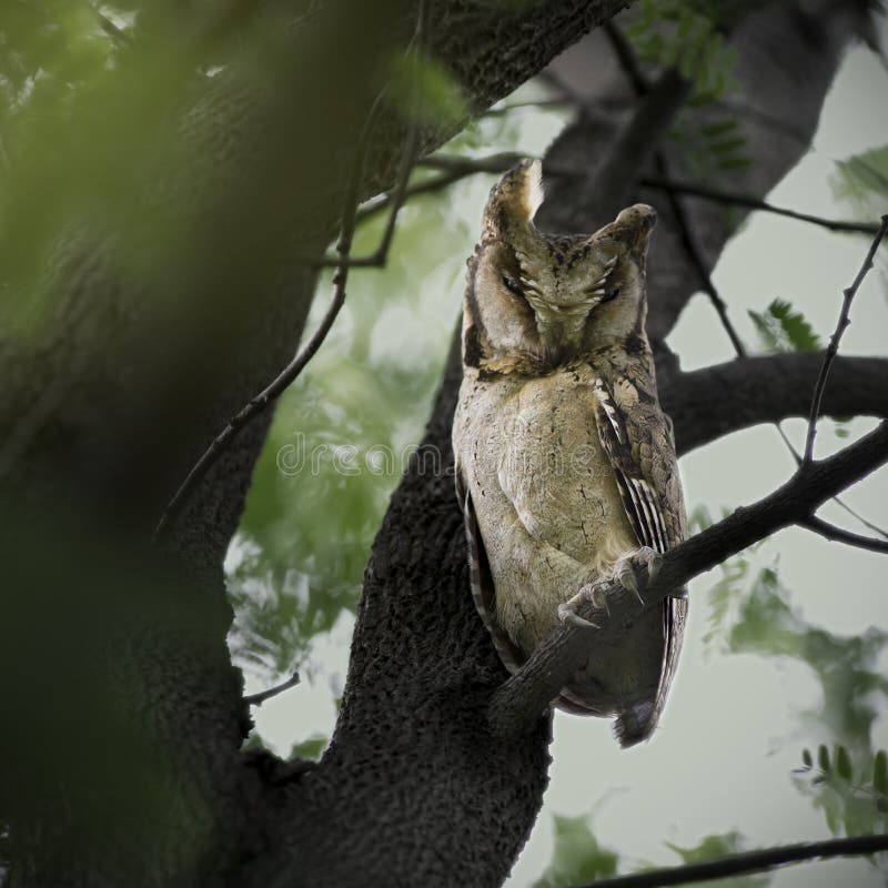 Collared scops owl stock photo. Image of collared, wildlife - 87357982
