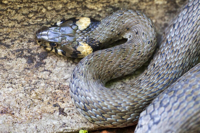 Collared Snake, Grass Snake in the Nature Natrix Natrix Stock Photo ...