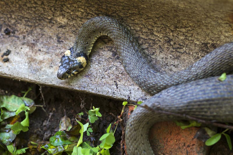 Collared Snake, Grass Snake in the Nature Natrix Natrix Stock Photo ...