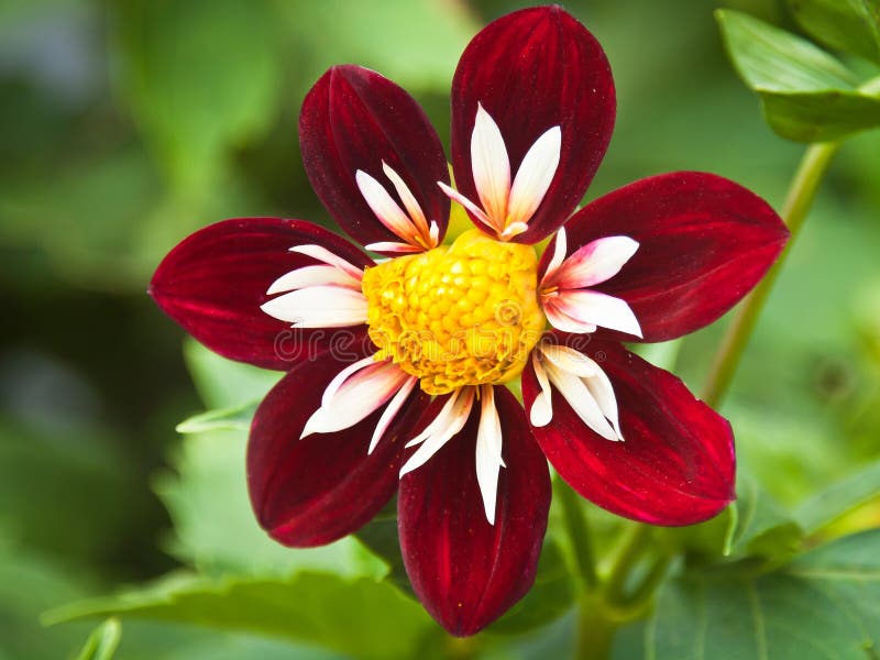 Collarette Dahlia Mary Evelyn Stock Image - Image of open, collarette ...
