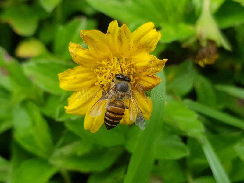 The Bee is Collecting Honey Stock Photo - Image of animal, yellow ...