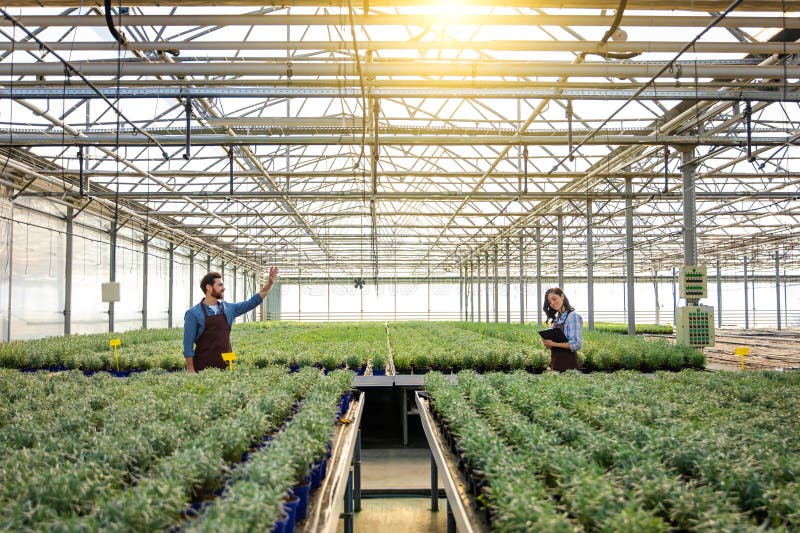 Colleagues Working in a Greenhouse Full of Plants Stock Photo - Image ...