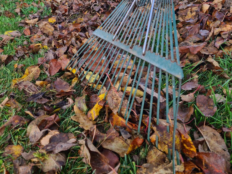 Collect Autumn Leaves with a Rake and Work in Garden Stock Image ...