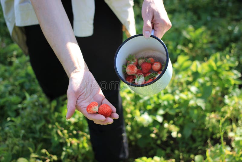 Collect Berries Blueberries in the Forest Stock Image - Image of fruit ...