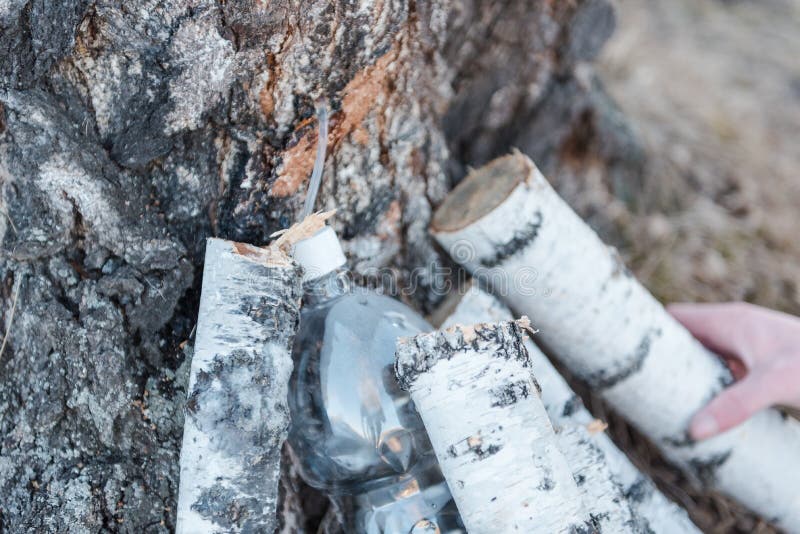 Collect Birch Sap. Juice from a Tree. Season Stock Photo - Image of ...