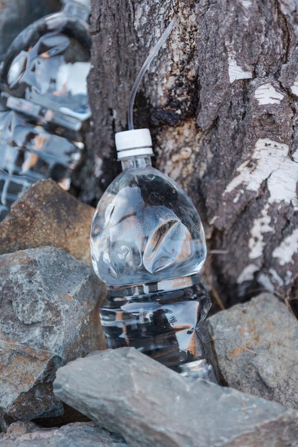 Collect Birch Sap. Juice from a Tree. Season. Birch Sap in a Plastic ...