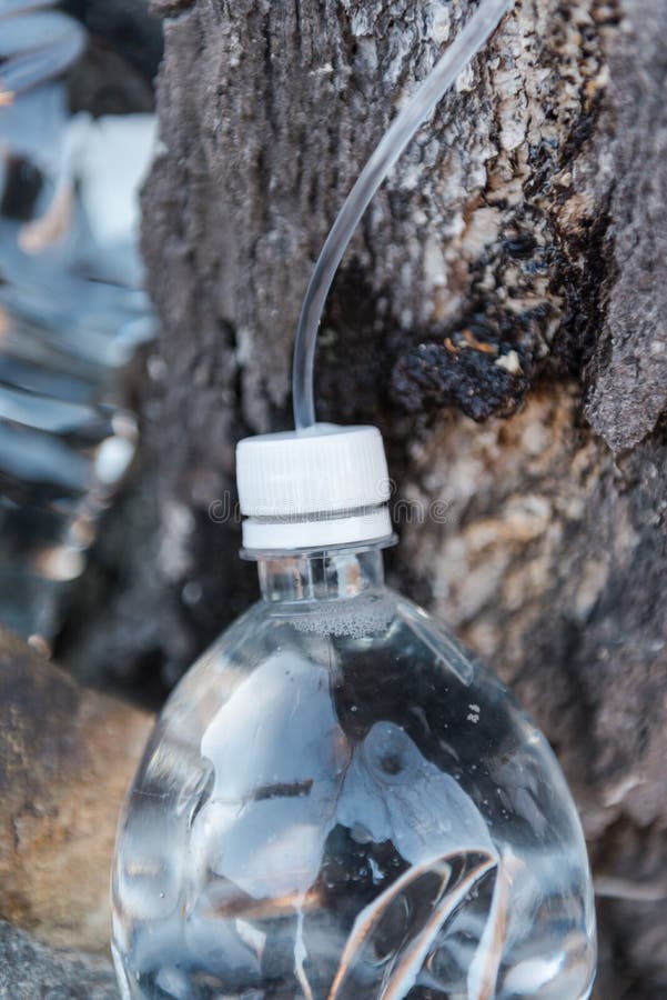 Collect Birch Sap. Juice from a Tree. Season Stock Image - Image of ...