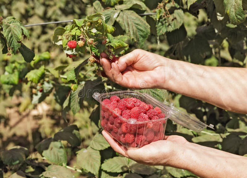 Collect red raspberry stock image. Image of garden, hand - 77315795