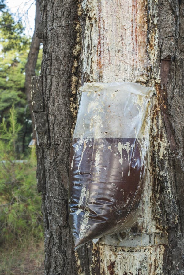 Collect of resin on tree stock photo. Image of agriculture - 54399588