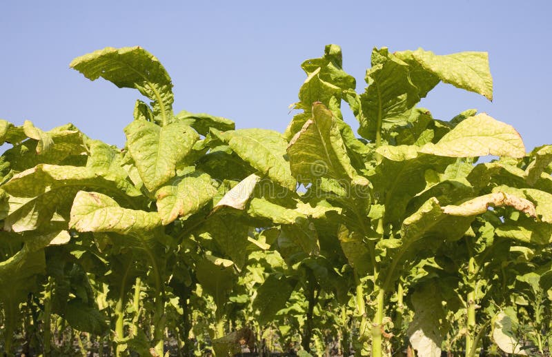 Collecte feuillue image stock. Image du nord, weeds, centrale - 21486147