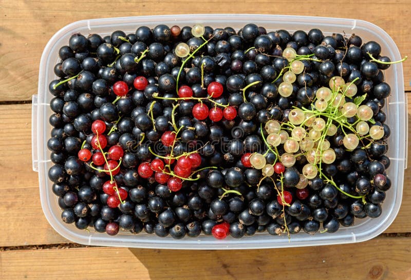 Collected Currants in a Plastic Container on a Wooden Bench. Mix of ...