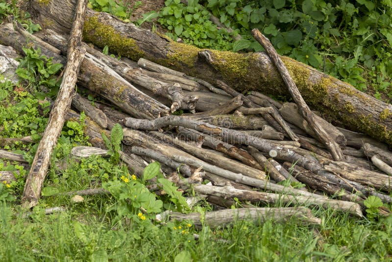 Collected Fallen Branches in Public Park Stock Image - Image of ...