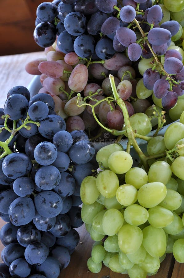 Collected Grapes of Various Varieties Stock Photo - Image of foliage ...