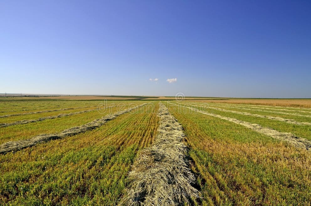 Collected Harvest in Windrows Stock Image - Image of blue, golden: 25416865
