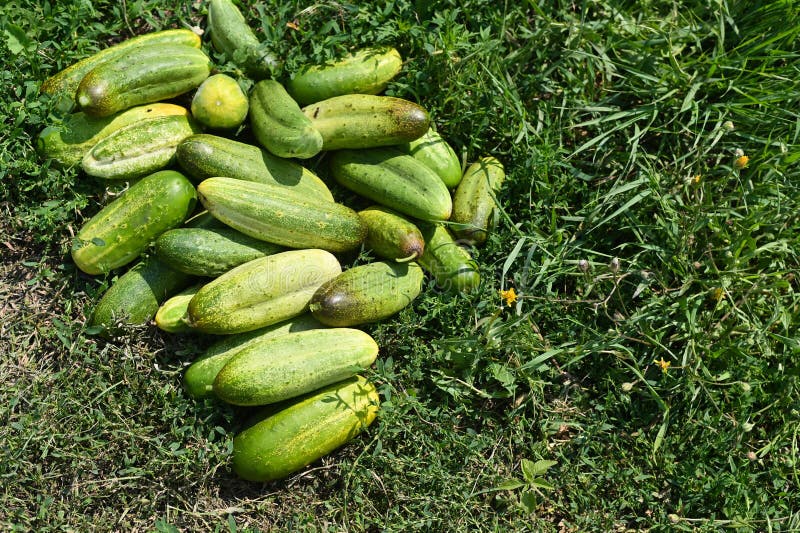 Collected Large Green Cucumbers on the Ground. Stock Photo - Image of ...