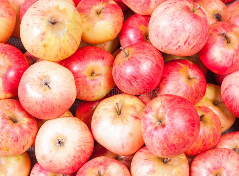 Collected a Pile of Fresh Red Apples Stock Image - Image of fruit ...