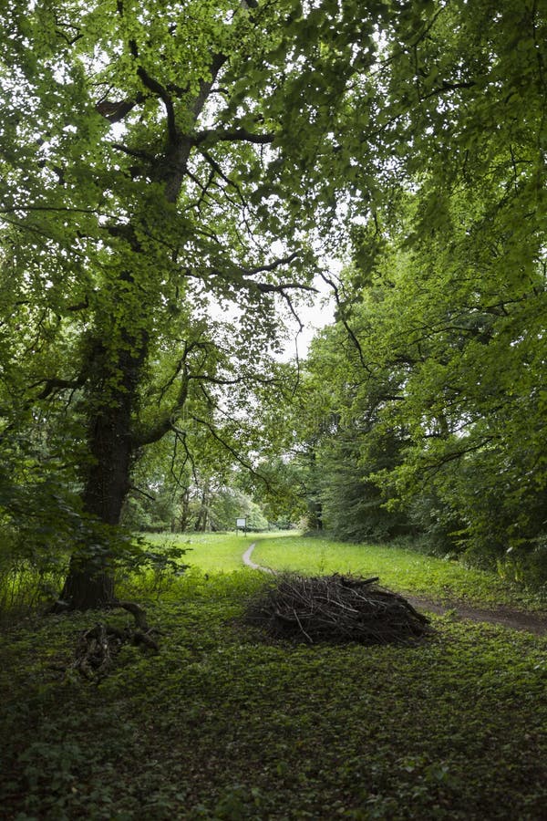 Bundle of Twigs, Isolated on White Stock Image - Image of bundle ...