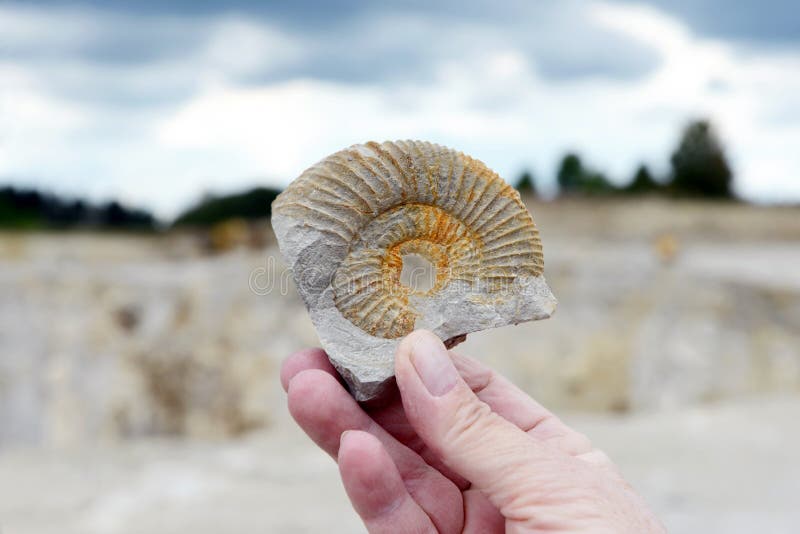 Belemnite Fossil in Chalk Rock Quarry. Stock Photo - Image of hammer ...