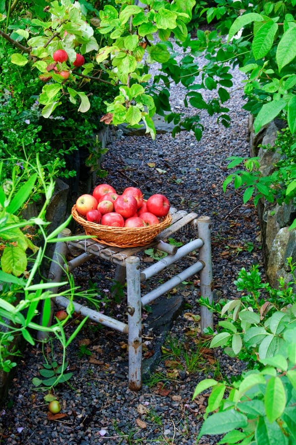 Collecting Apples in a Garden Stock Photo - Image of garden, delicious ...