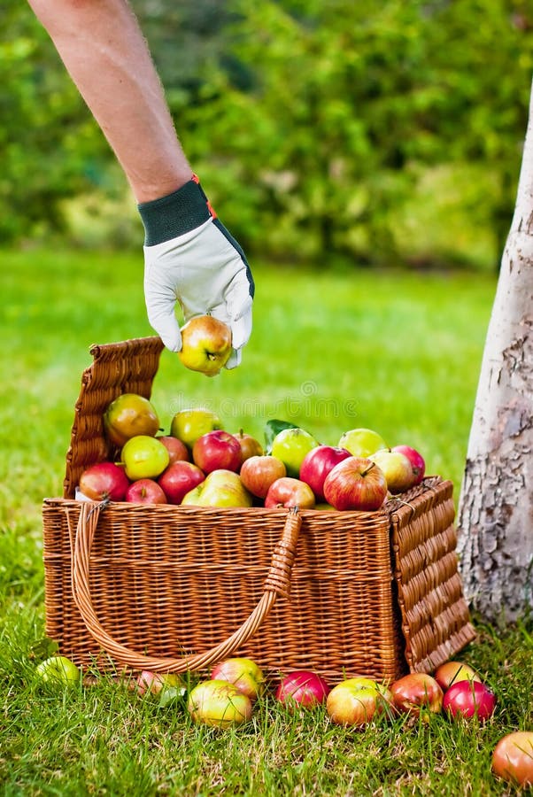 Basket of apples in garden stock photo. Image of fashioned - 25662148