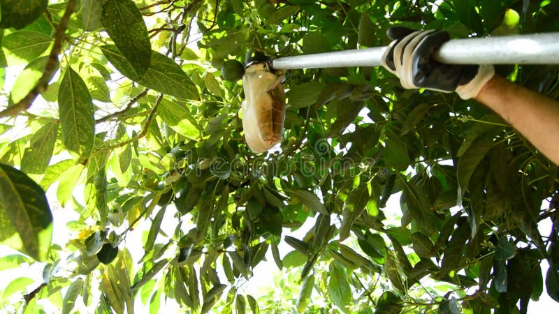 Collecting Avocados with Pole Stock Video - Video of avocados, growing ...