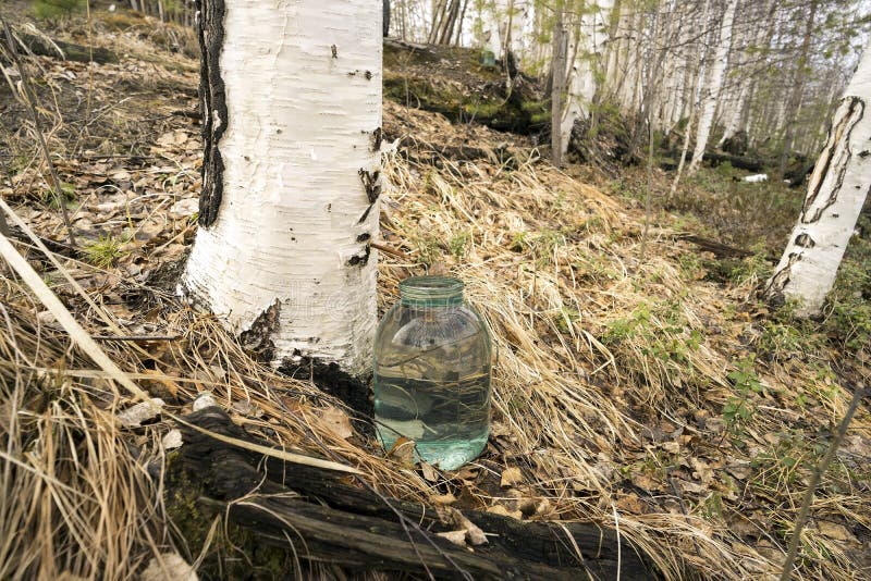 Collecting birch sap stock image. Image of cans, russia - 53347699