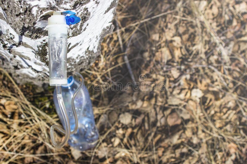 Collecting Birch SAP in Early Spring in a Plastic Pet Bottle, with a ...