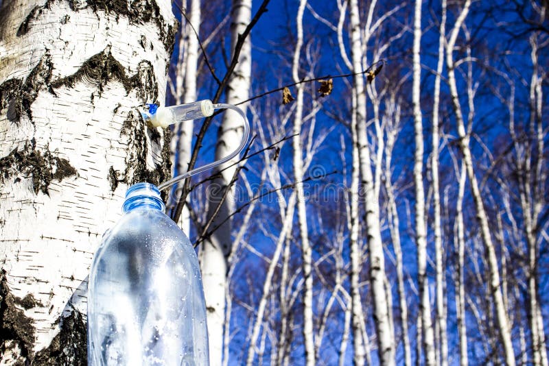 Collecting Birch SAP in Early Spring in a Plastic Pet Bottle, with a ...