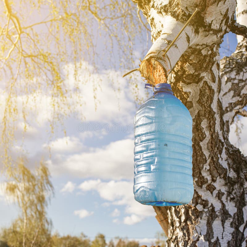 Collecting Birch Sap Large Container Cut Branch Stock Photos - Free ...
