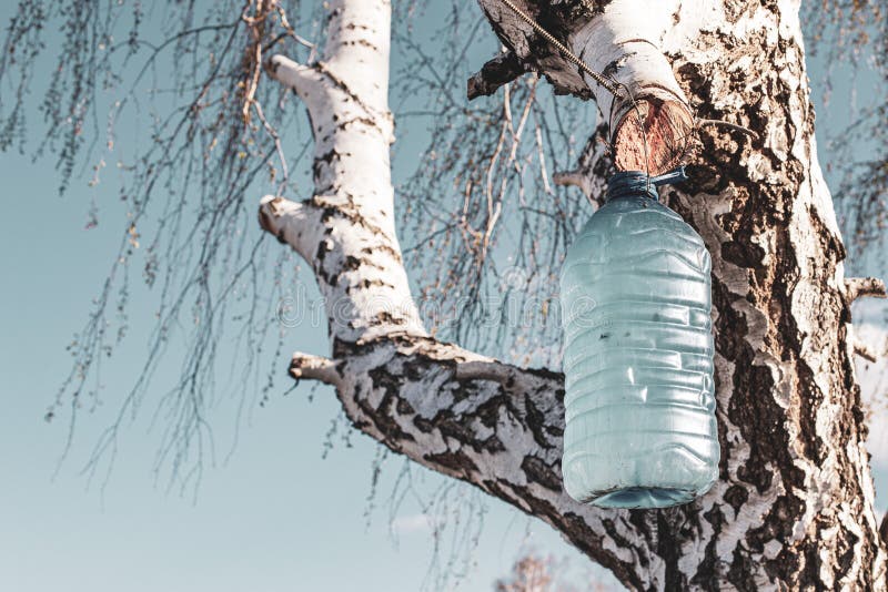 Collecting Birch Sap in a Large Container from a Large Cut of a Birch ...