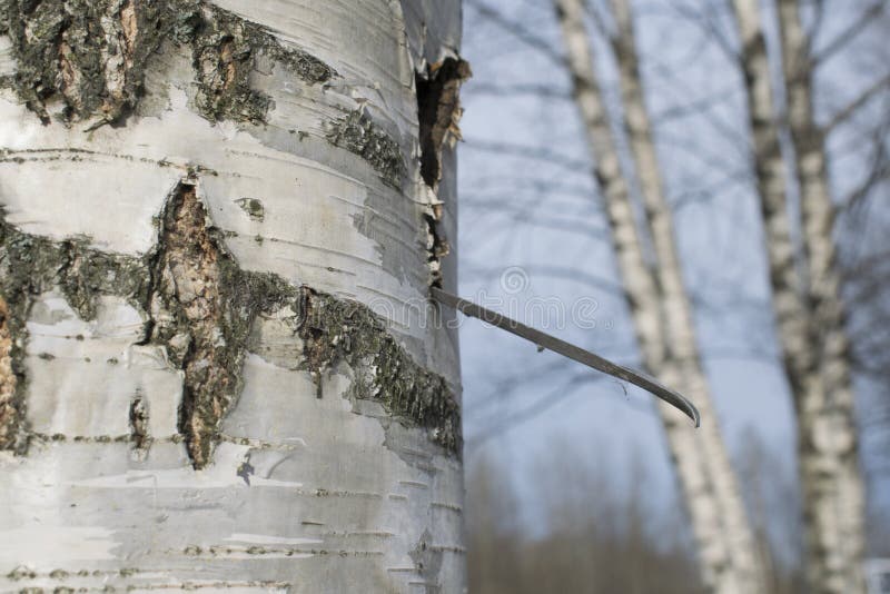 Collecting Birch SAP in Spring Stock Image - Image of pipe, outdoors ...
