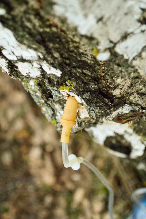 Collecting Birch Sap Using a Medical Device Stock Photo - Image of ...