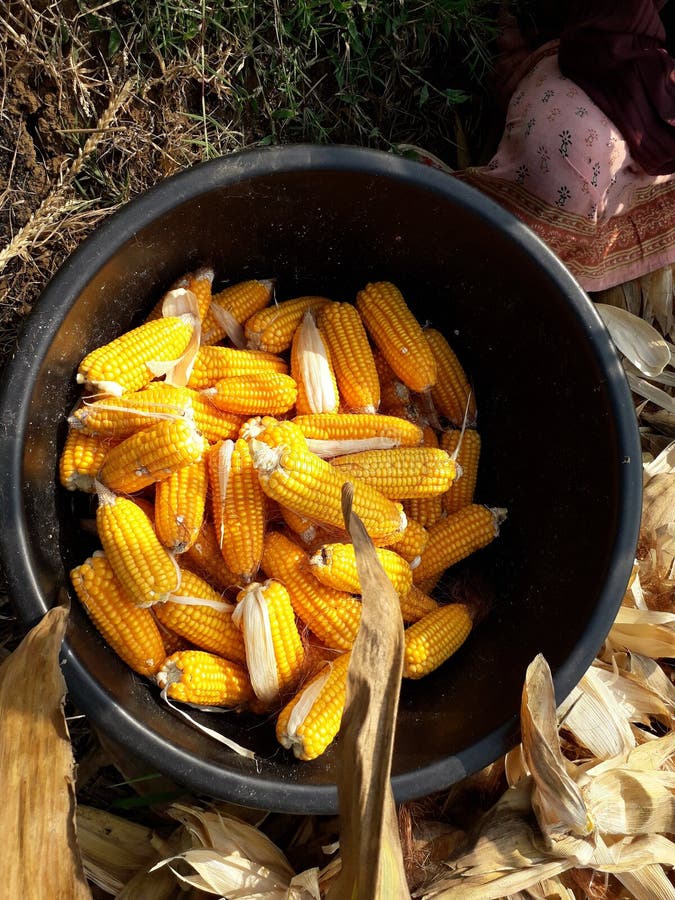 Collecting Corns in the Basket Closeup Stock Image - Image of fiber ...
